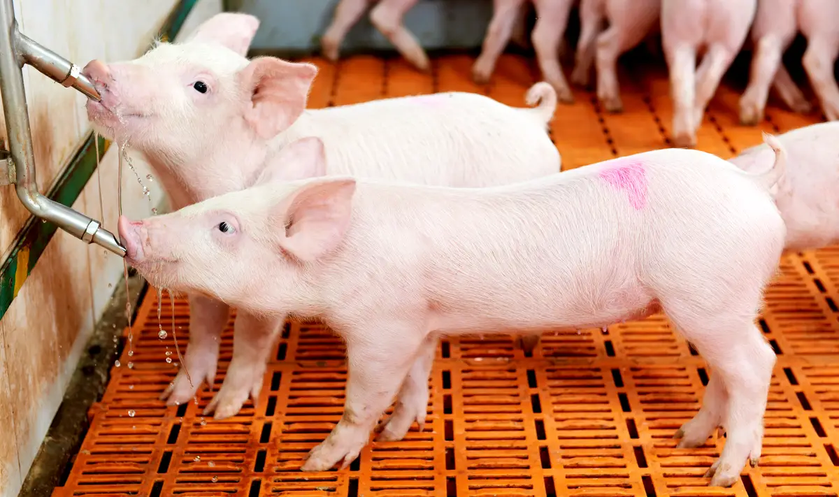 Melhores práticas de produção suína que você precisa conhecer – COACIG